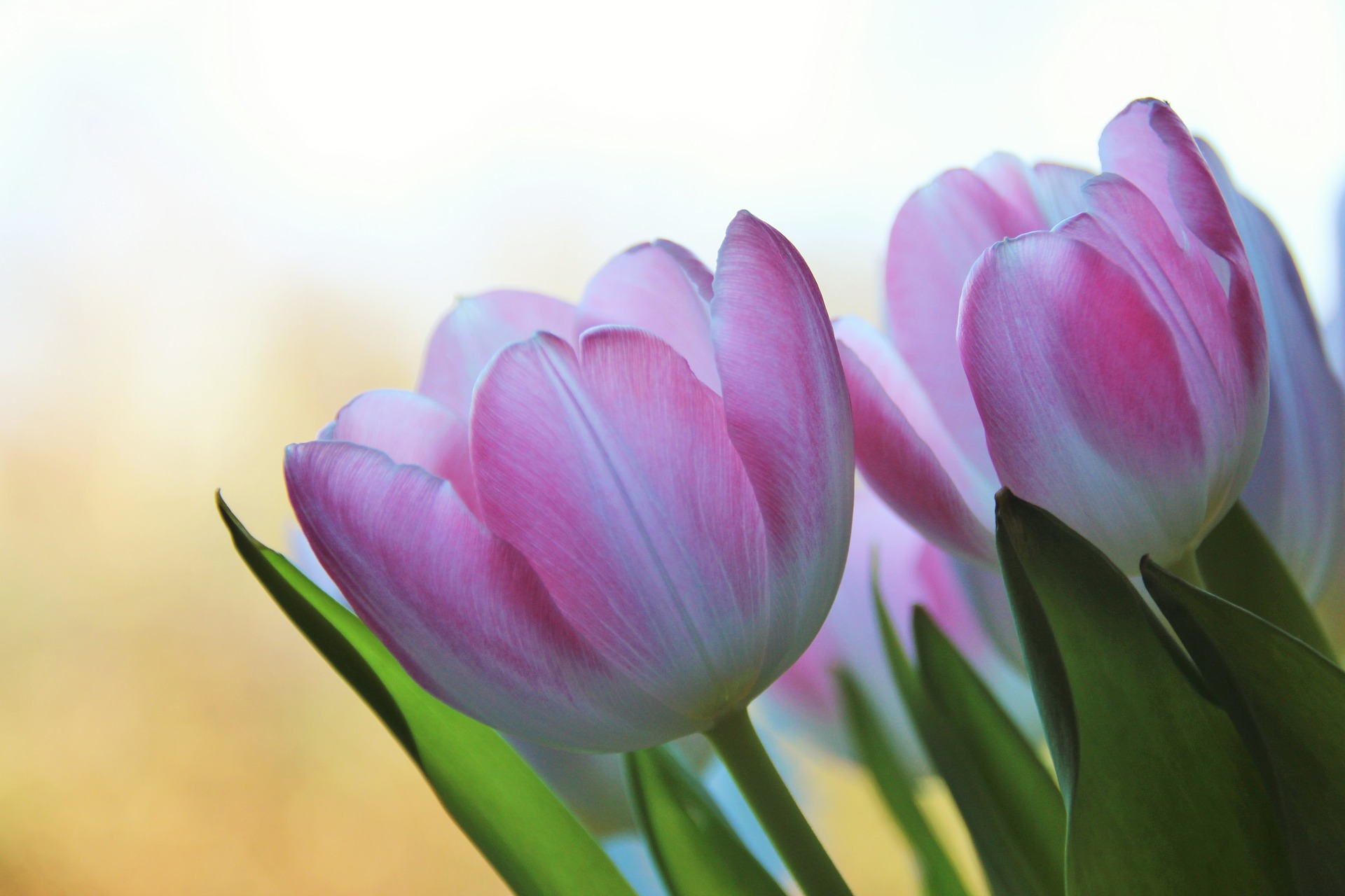 Welcome a New Born With New Baby Flowers from Flowers Whisperer ...